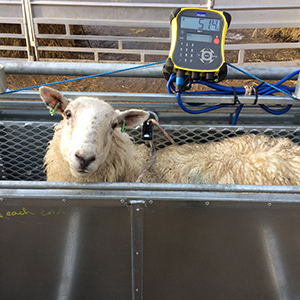 Moray Coast Vet Group – Moray Coast Veterinary Group is an independent ...